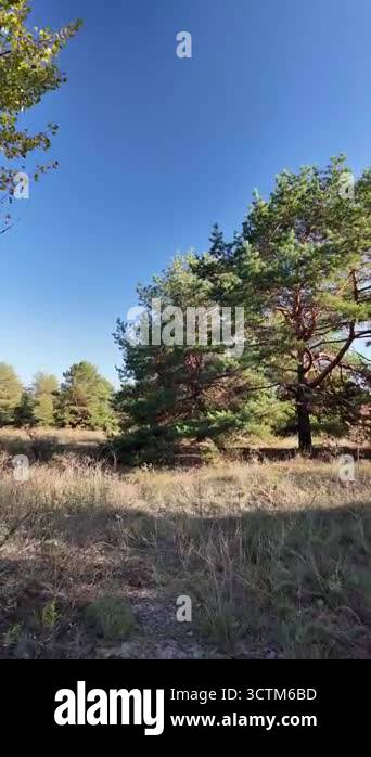 Vertical 4K video, 60 frames, pine forest. Walk in the forest. Path in ...
