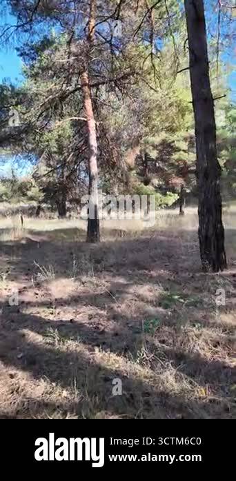 Vertical 4K video, 60 frames, pine forest. Walk in the forest. Path in ...