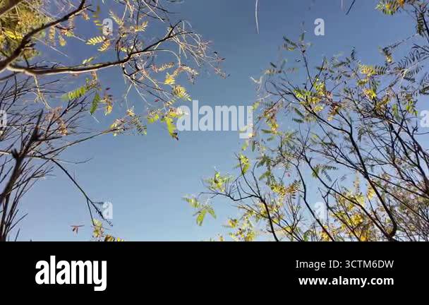 Sunlit yellow and green leaves with brown spots hang from a branch ...