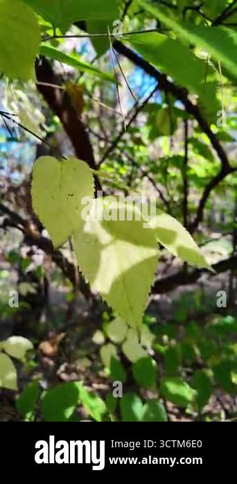 Sunlit yellow and green leaves with brown spots hang from a branch ...