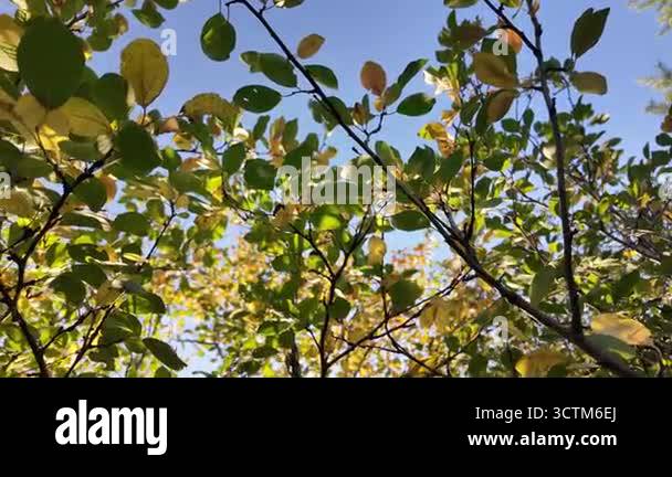 Sunlit yellow and green leaves with brown spots hang from a branch ...