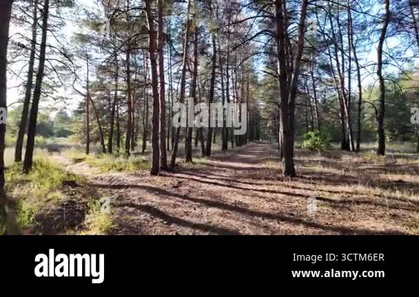 Pine autumn forest in sunny weather. 4K video, 60 fps. Motion blur ...