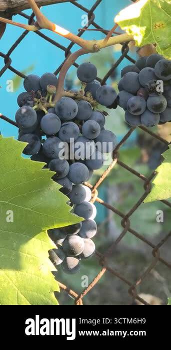 Ripe dark grapes hang from a vine entwined in a metal fence, surrounded ...