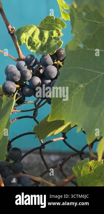 Ripe dark grapes hang from a vine entwined in a metal fence, surrounded ...