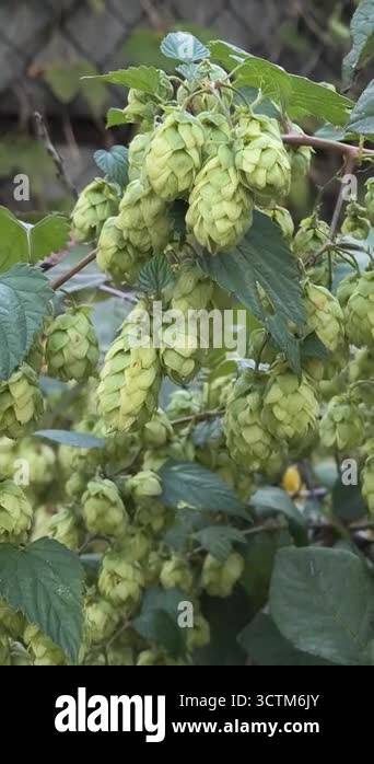 Cluster hops Stock Videos & Footage - HD and 4K Video Clips - Alamy