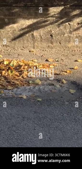 A pile of yellow and brown autumn leaves rests on a paved street near a ...
