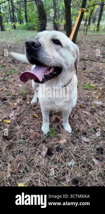 Happy Labrador Retriever sitting on dry grass and leaves in a forest ...