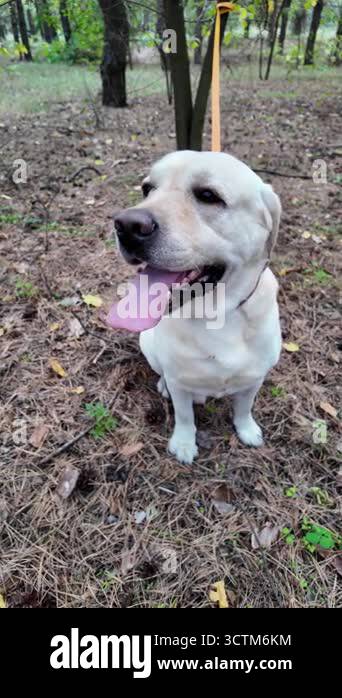 Happy Labrador Retriever sitting on dry grass and leaves in a forest ...