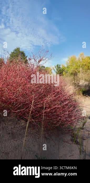 A vibrant red bush with thin, needle-like branches stands in sandy ...