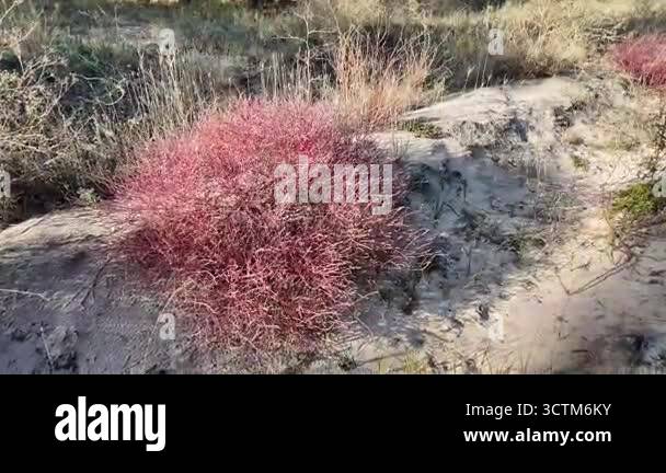 A vibrant red bush with thin, needle-like branches stands in sandy ...