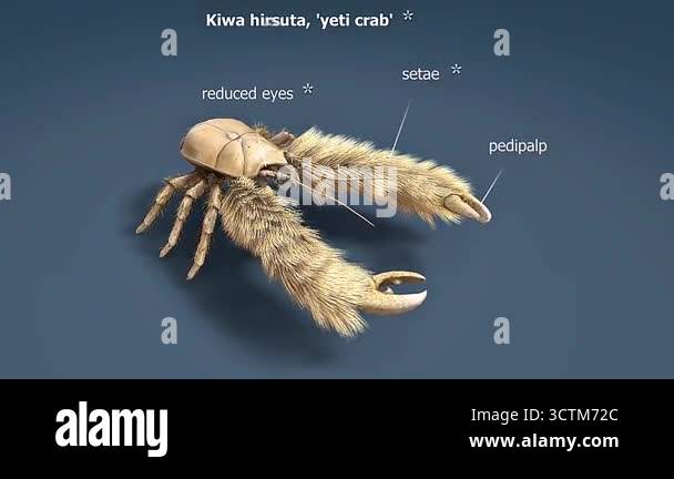 3D animation of Kiwa hirsuta (Yeti crab) showing hairy claws, deep-sea ...