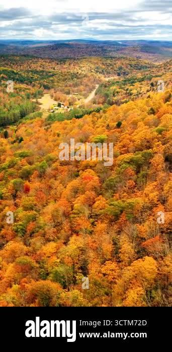 Golden treetops blanket the hills capture of a forested region. A small ...