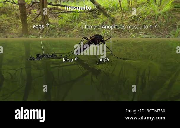 3D animation of female mosquito showing segmented body, wings, antennae ...