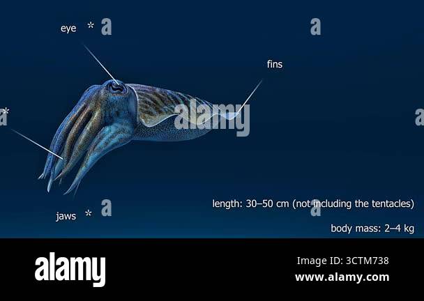 3D animation of common cuttlefish anatomy showing mantle, fins, arms ...