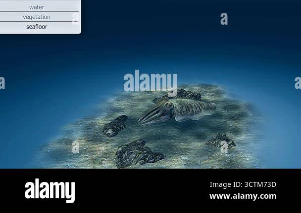 3D animation of common cuttlefish environment showing sandy seabed ...