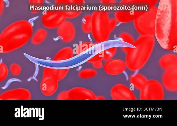 3d Animation Of Plasmodium Falciparum Life Cycle Showing Liver Invasion 3525
