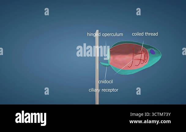 3D animation of cnidocyte mechanism showing nematocyst discharge ...