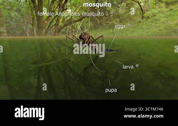 Anopheles mosquito anatomy Stock Videos & Footage - HD and 4K Video ...