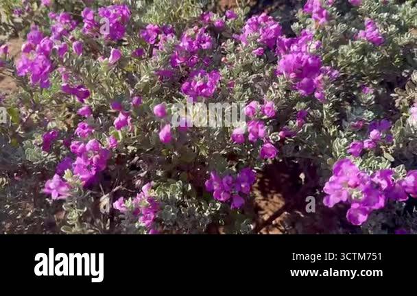 Salvia leucophylla (Coastal California native): A drought-tolerant ...