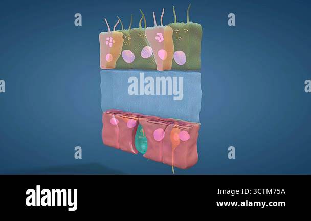 Jellyfish epidermis Stock Videos & Footage - HD and 4K Video Clips - Alamy