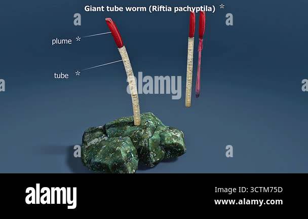 3D animation of giant tube worm (Riftia pachyptila) showing plume, tube ...