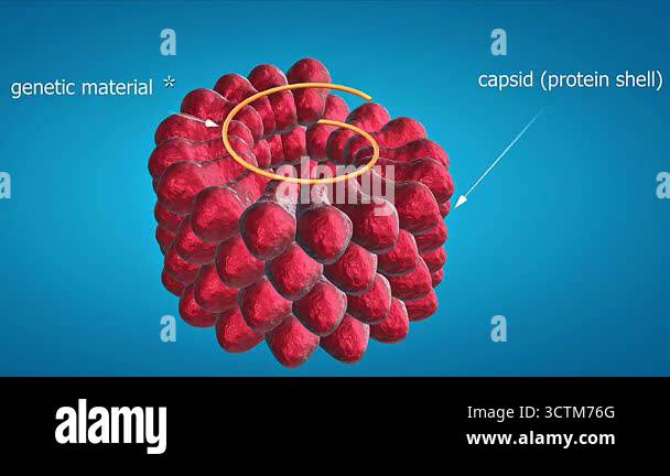 3D animation of Tobacco Mosaic Virus showing rigid helical capsid, RNA ...