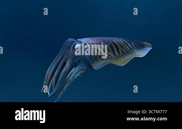3D animation of common cuttlefish ink release mimicry showing decoy ...
