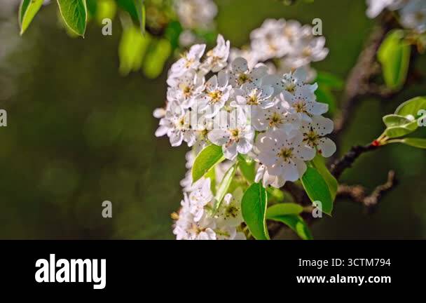 Orchard pear tree white Stock Videos & Footage - HD and 4K Video Clips ...