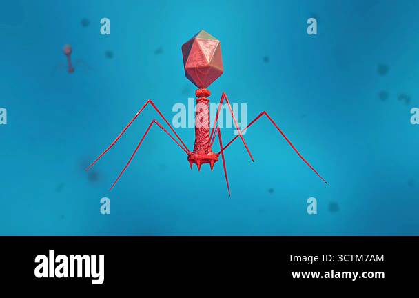 3D animation of a bacteriophage virus showing head-tail structure, DNA injection, and bacterial ...
