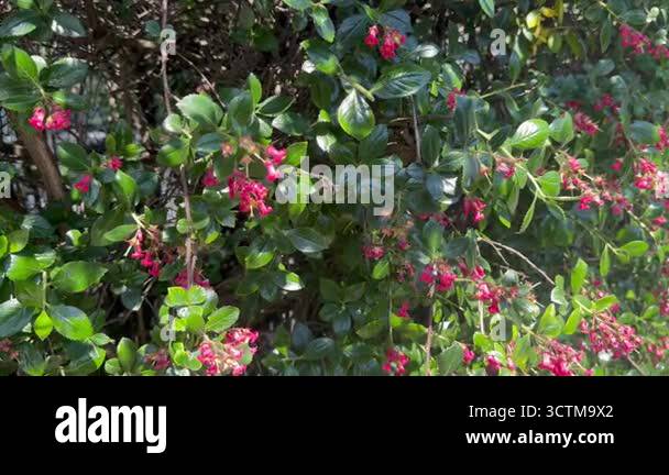 Escallonia rubra, called redclaws and red escallonia, is a species of ...