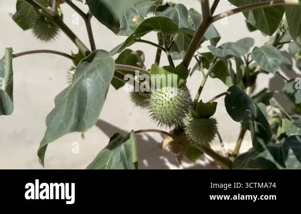 A plant from the Datura genus, often called Thorn Apple or Jimsonweed ...