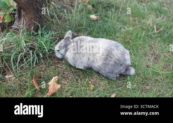 Charming gray domestic rabbit sits in a pile of beautiful bright autumn ...