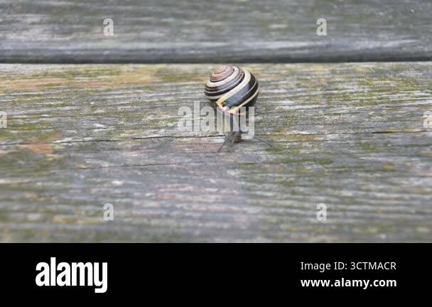 A snail moving slowly forward. front view Stock Video Footage - Alamy