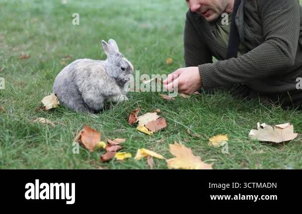 A cute rabbit sits in its owner's arms as the man gently strokes it ...