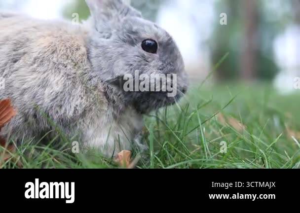 a small fluffy eared rabbit sits on a green meadow and eats young green ...