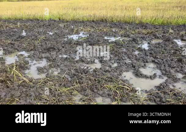 muddy rice field after harvest with waterlogged soil texture, mud in ...