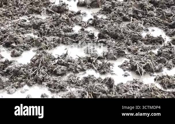 muddy soil in rice field after plowing with waterlogged surface, mud in ...