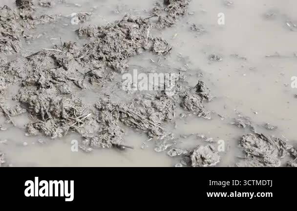 muddy soil in rice field after plowing with waterlogged surface, mud in ...