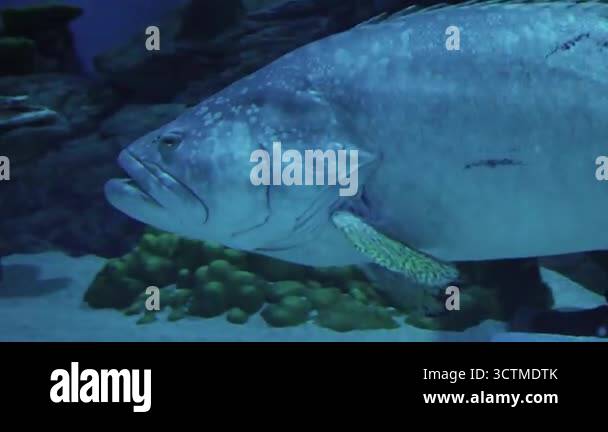 Large marine fish swimming underwater in aquarium, representing ocean ...