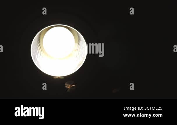 swarm of a moths flying around a light, flying termites circling a ...