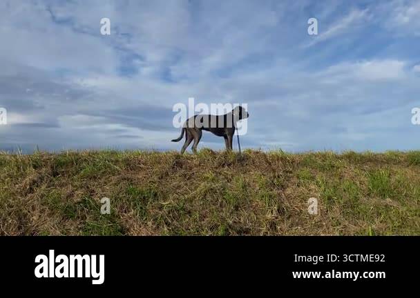 Gray dog standing on grassy hill looking at blue sky with scattered ...