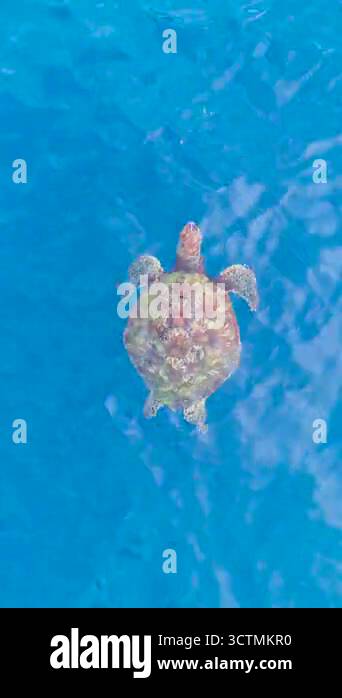 Aerial view of a sea turtle swimming in clear blue ocean water in Palau ...