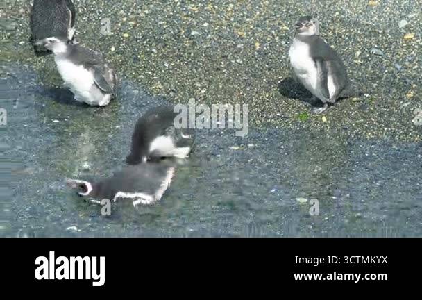 Magellanic penguins stand and swim on a pebble beach in Ushuaia ...