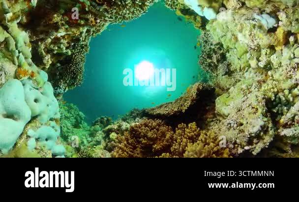 Tropical underwater sea fish. Undersea life in the ocean with beautiful ...
