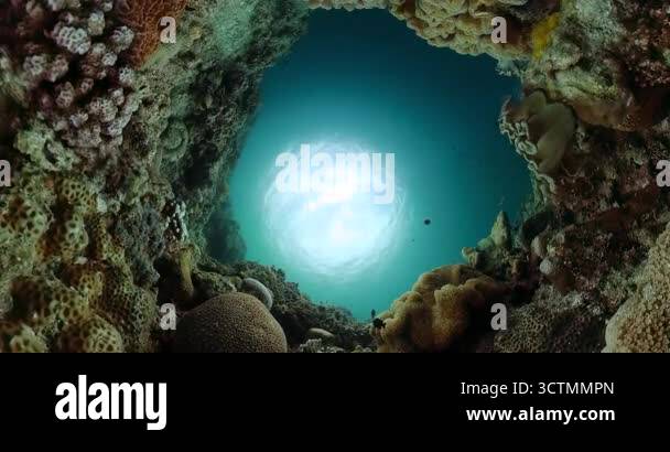 Underwater landscape with tropical fish and coral reefs Stock Video ...