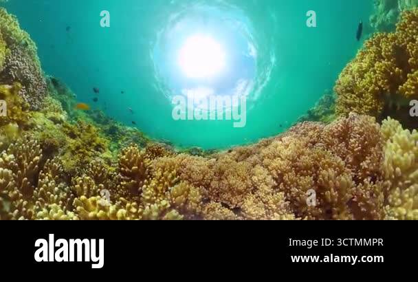Underwater background with tropical fish and hard coral reefs under the ...
