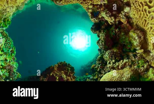 Coral garden underwater, tropical fish scene. Marine life under the sea ...