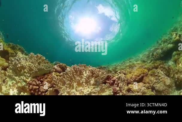 Marine protected area. Underwater life in the ocean with coral reef and ...