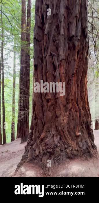 Cabezn Mountain Sequoia Natural Monument in Cantabria, Spain, with ...