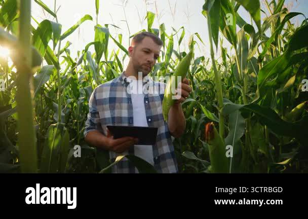 Modern agronomist checking a corn cobs quality while entering data on a ...